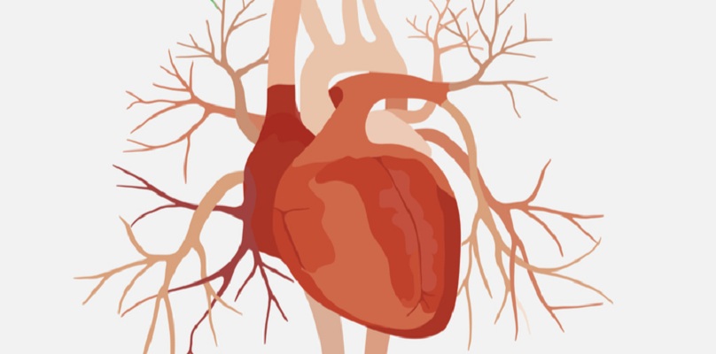 Fibrilación auricular versus fibrilación ventricular: diferencias que ...