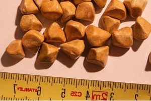 Lodos de la vesícula biliar: causas, síntomas, tratamiento - Dolor