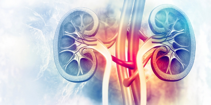 Cáncer de riñón: etapas, causas, factores de riesgo, signos, síntomas ...