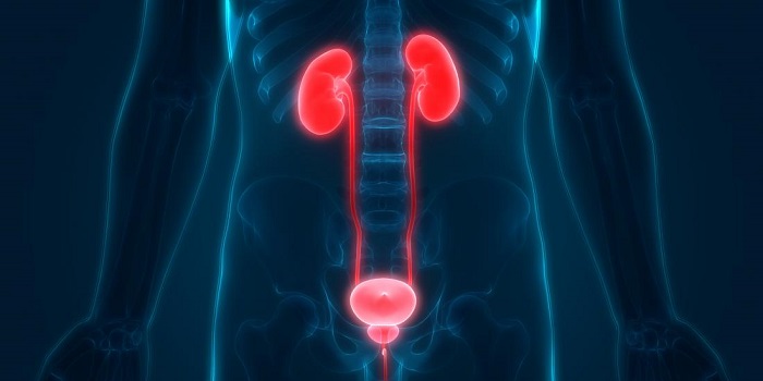 Nefropatía por reflujo: causas, factores de riesgo, síntomas, signos ...