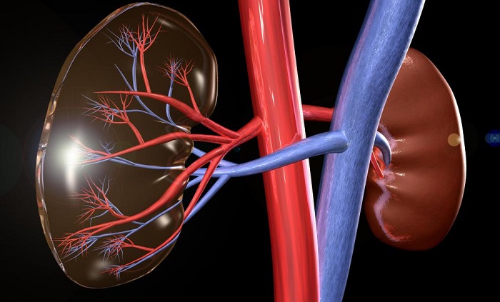 Osteodistrofia renal: Definición, tratamiento, causas, síntomas ...