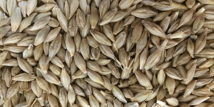 Sorprendentes beneficios para la salud de la cebada